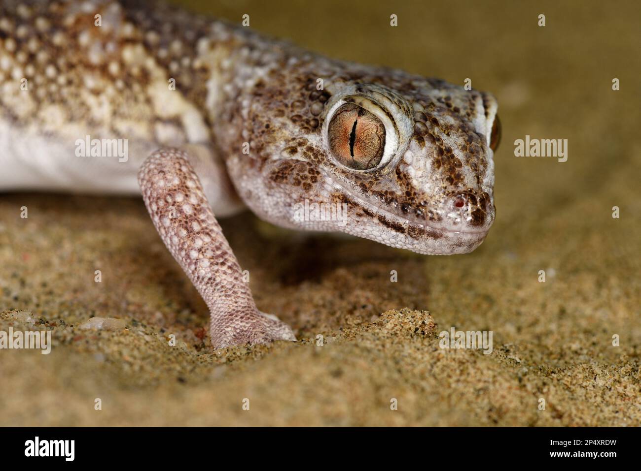 Common Giant Gecko (Chondrodactylus angulifer namibiensis) close-up of ...