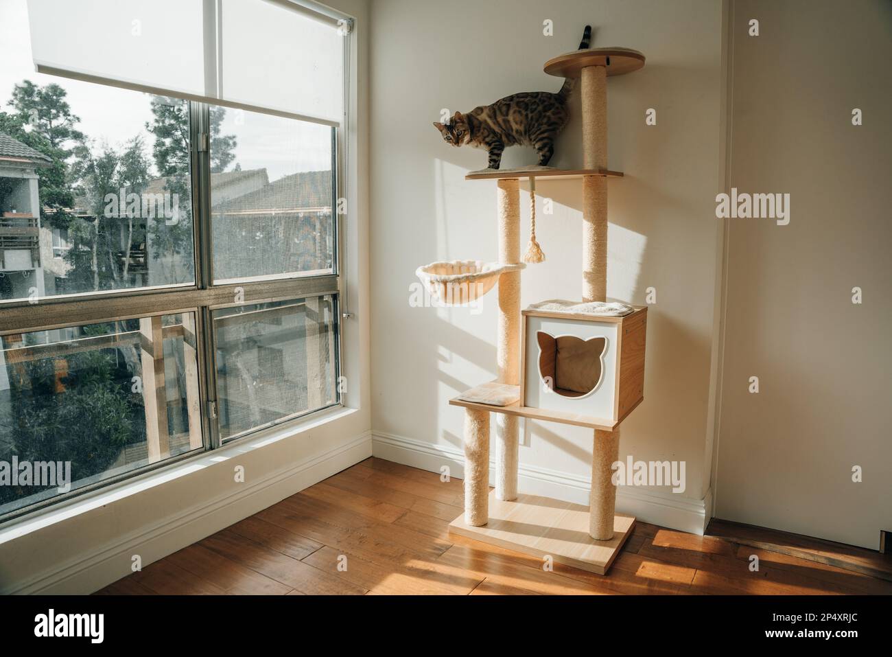 wooden cat tree in modern house. A cat tree is an artificial structure ...