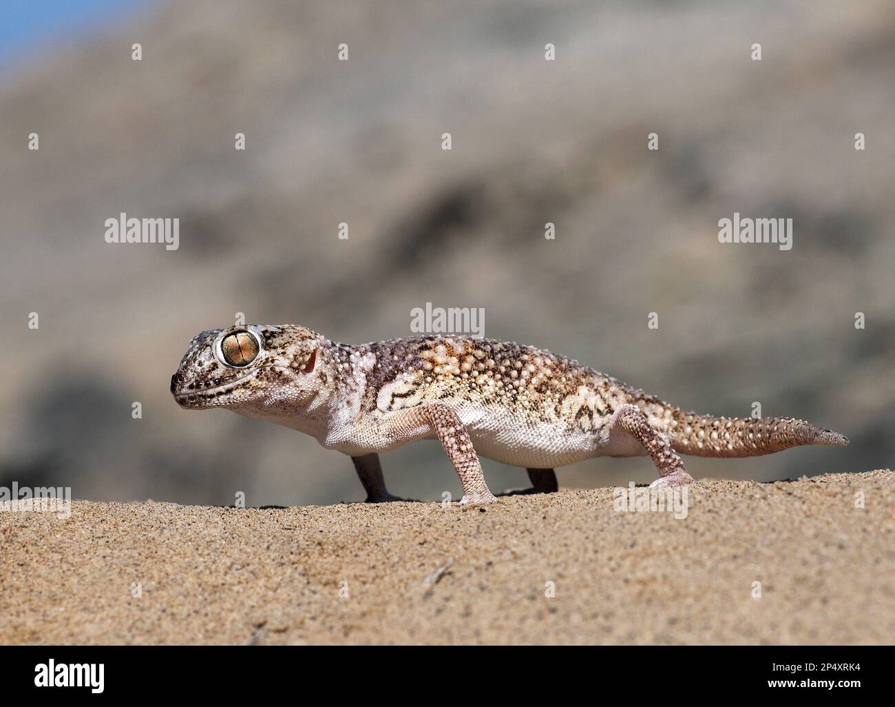 Common Ground Gecko (Chondrodactylus angulifer namibiensis) walking on ...