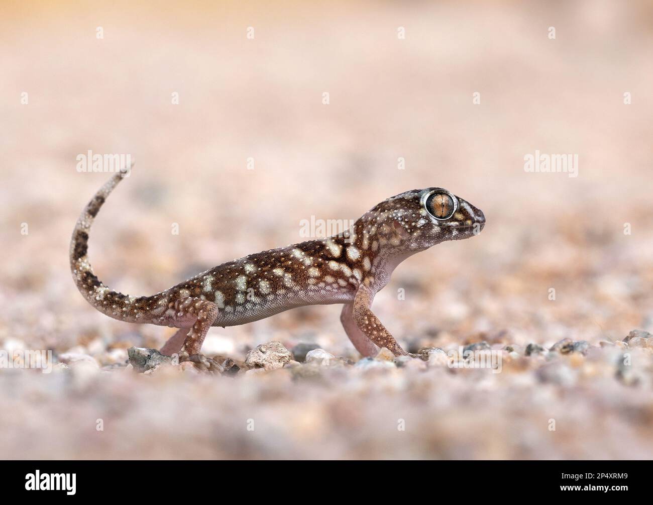 Common giant Gecko (Chondrodactylus angulifer namibiensis) juvenile ...