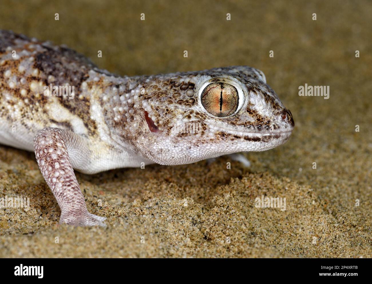 Common Giant Gecko (Chondrodactylus angulifer namibiensis) close-up of ...