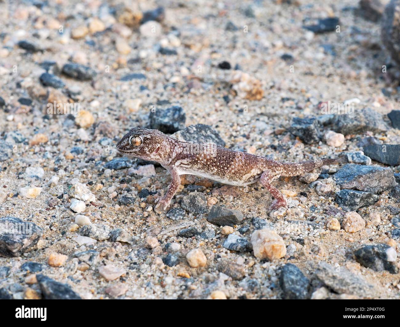 Common Giant Gecko (Chondrdactylus angulifer namibiensis) standing on ...