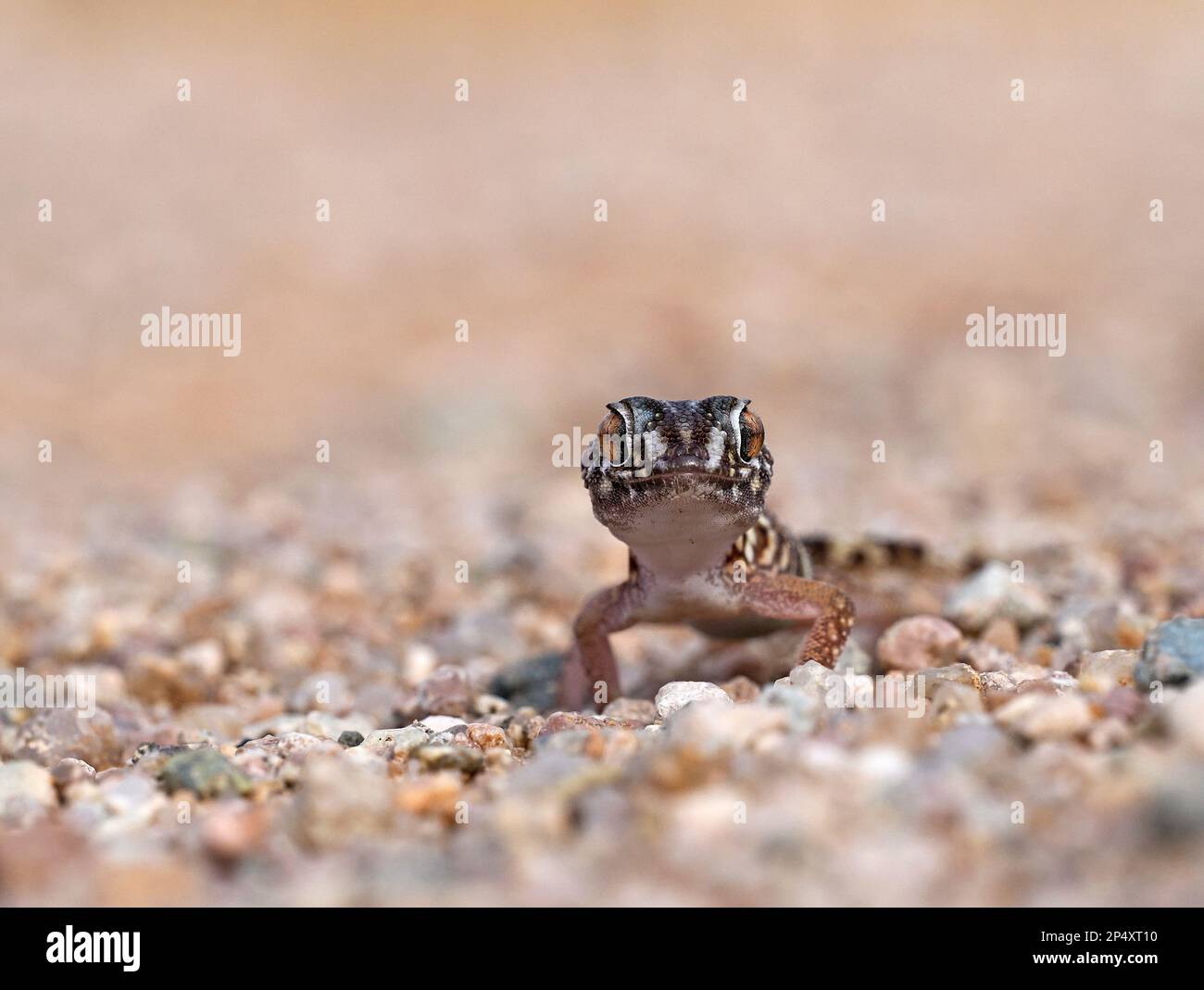 Common giant ground gecko hi-res stock photography and images - Alamy