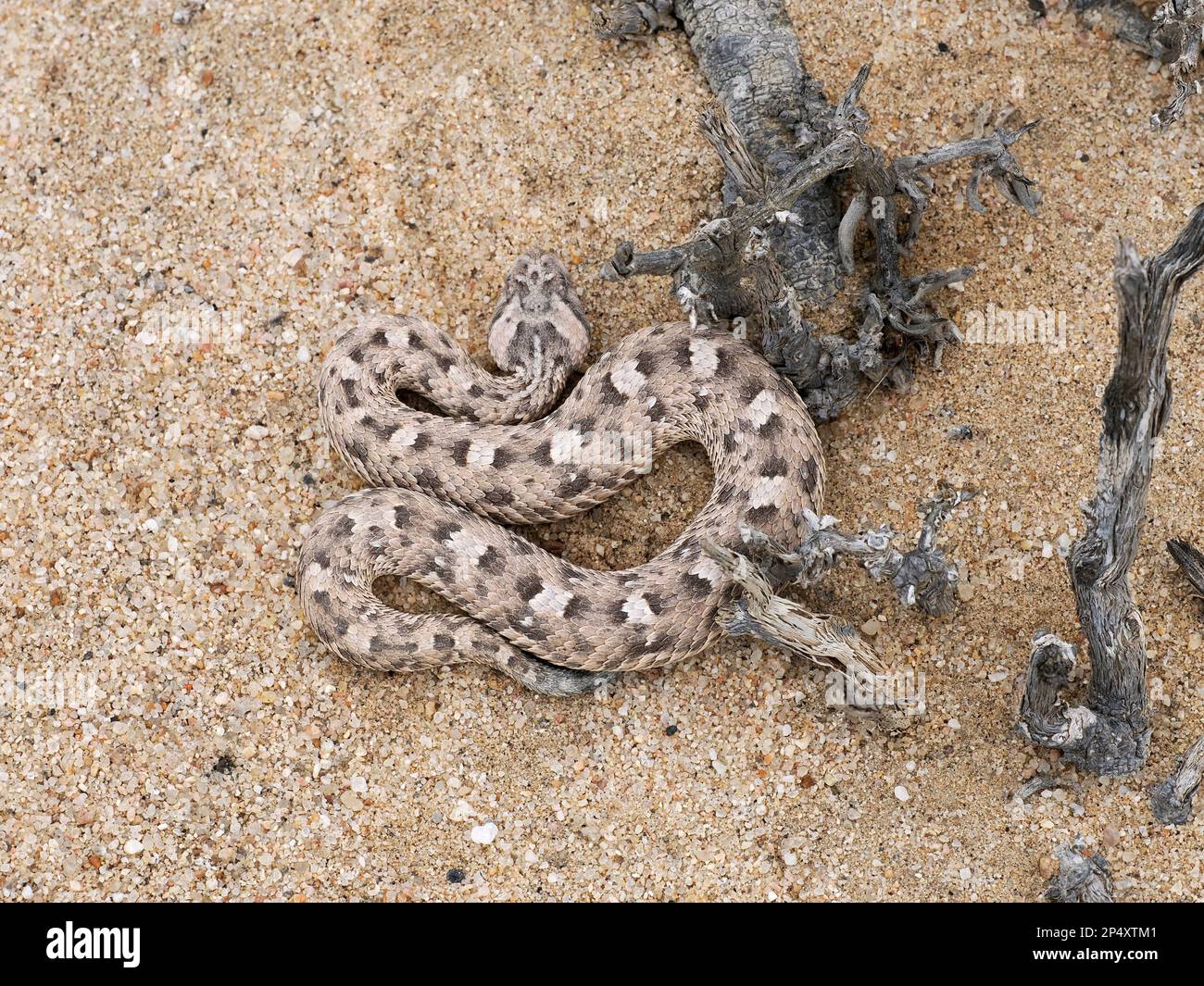 Horned Adder (Bitis caudalis) curled up on sandy ground, Namibia ...