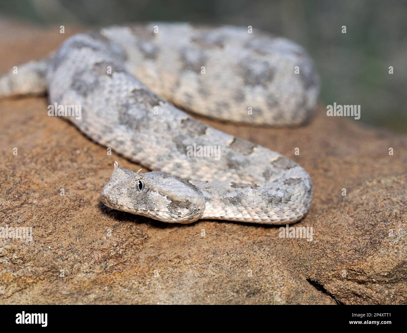 Horned Adder Snake (Bitis caudalis) resting on rock, Namibia, January ...