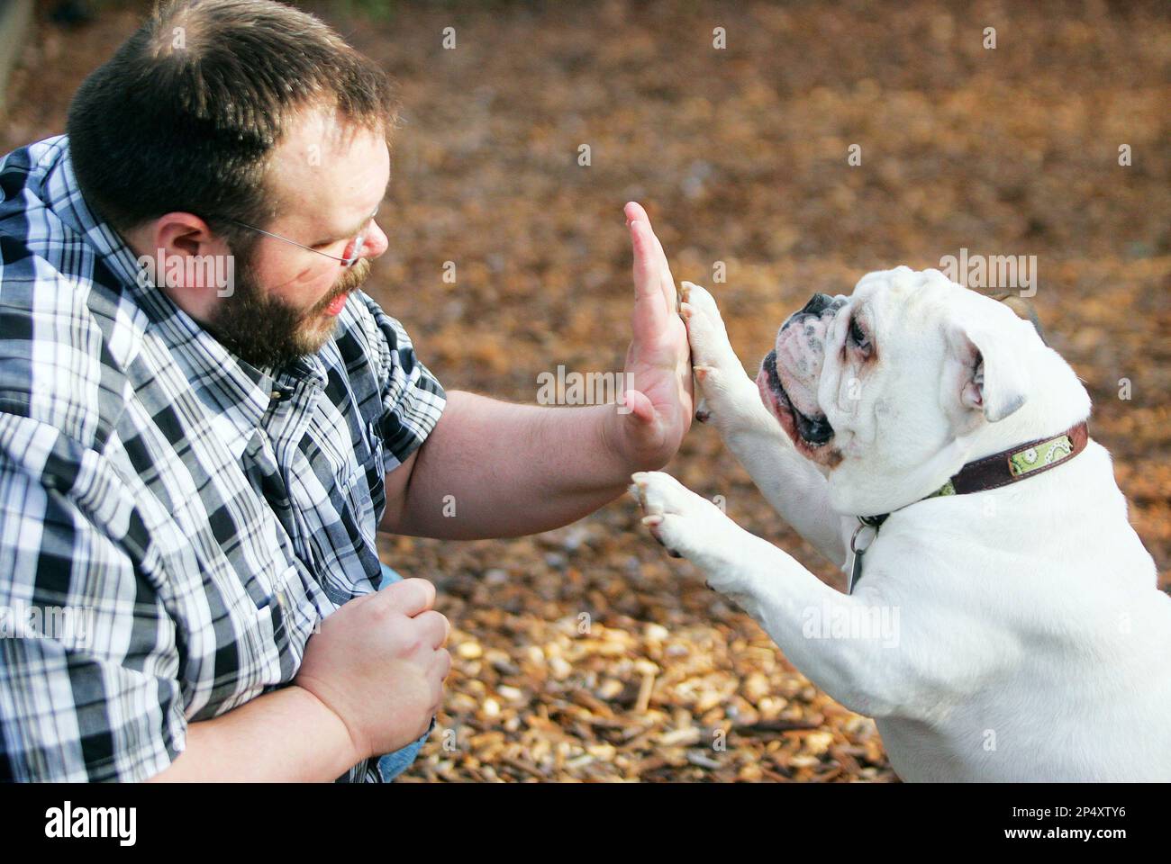 Bulldog High Five