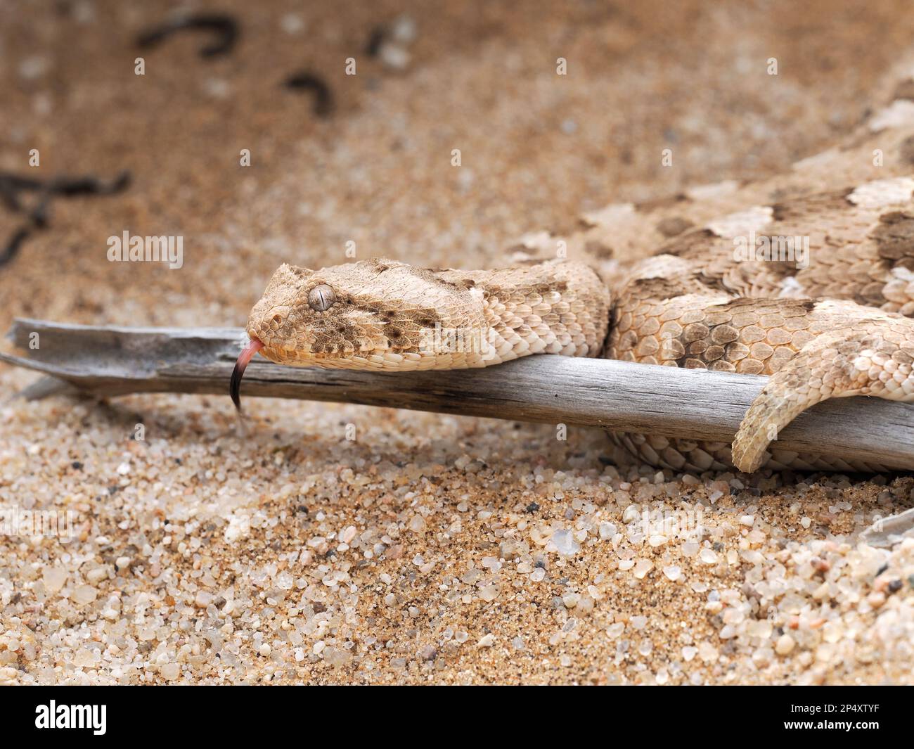 Horned Adder (Bitis caudalis) resting on sandy ground with tongue ...