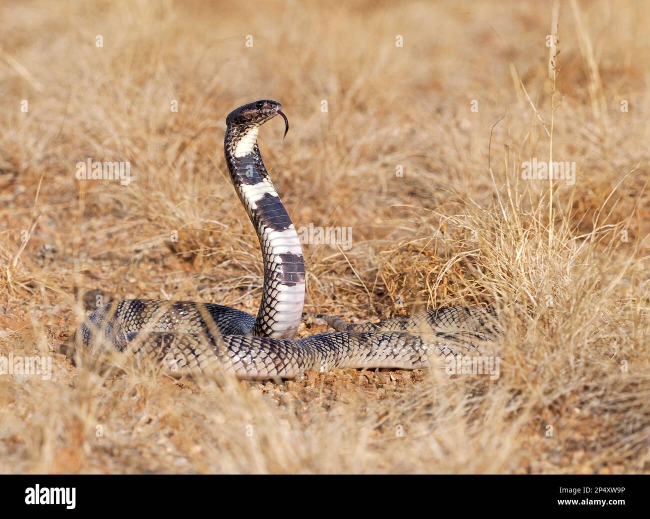 Kunene Shield Cobra (Aspidelaps lubricus cowlesi) in aggressive posture ...