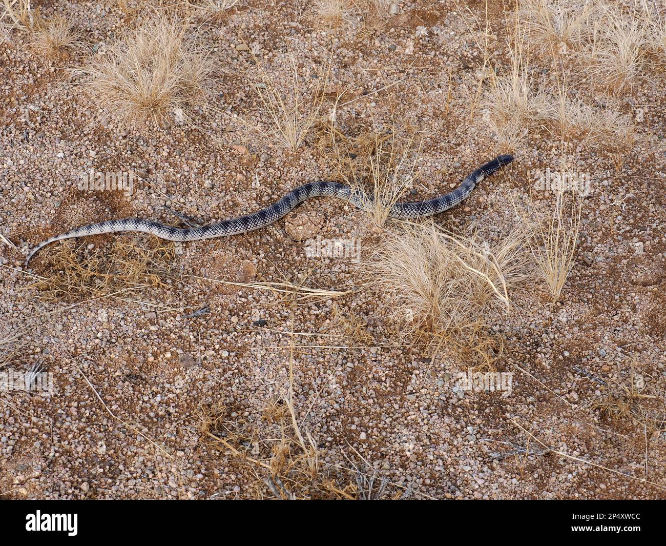 Kunene Shield Cobra (Aspidelaps lubricus, cowlesi) moving along sandy ...