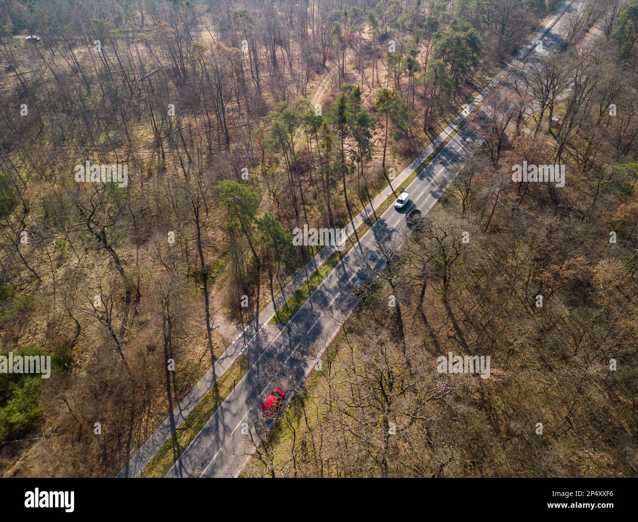 Aerial view of a road through coniferous trees in sick forest affected ...