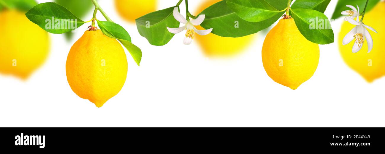 Lemon plantation, panorama with isolated background Stock Photo - Alamy