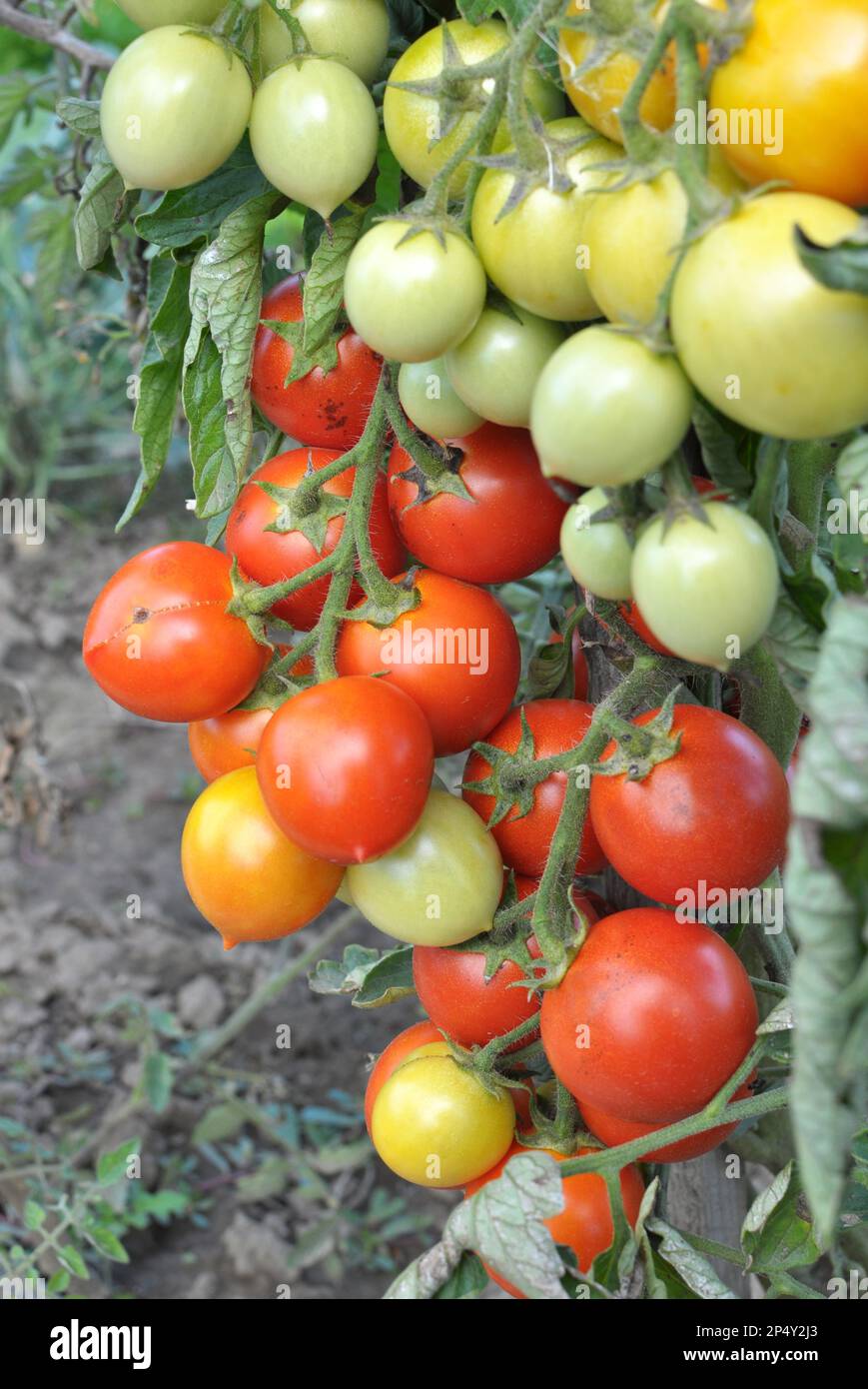 In the garden, cherry tomatoes grow in open ground Stock Photo - Alamy