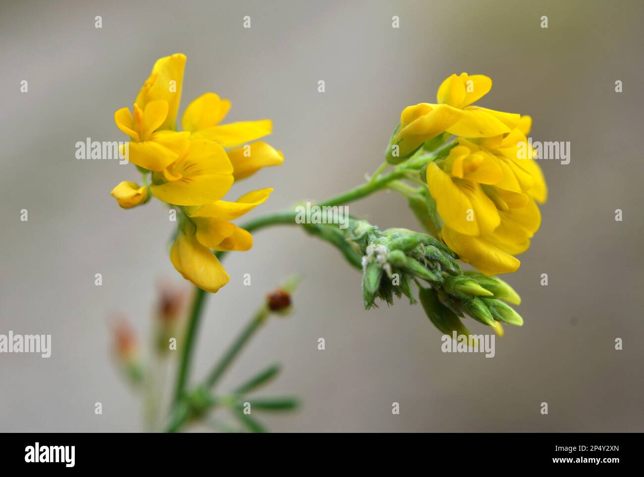 Alfalfa sickle (Medicago falcata) blooms in nature Stock Photo - Alamy
