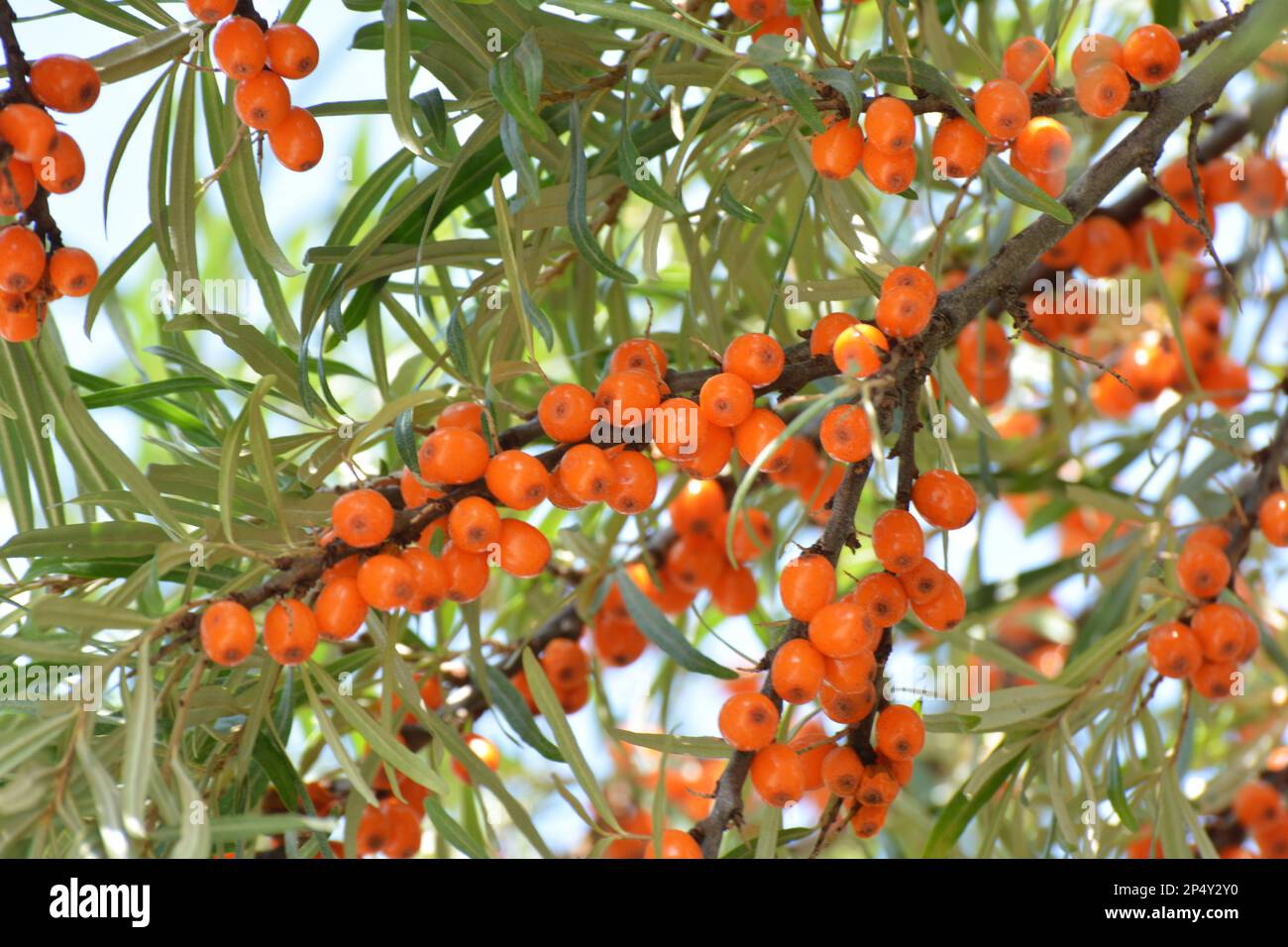 Hippophae rhamnoides flower hi-res stock photography and images - Alamy