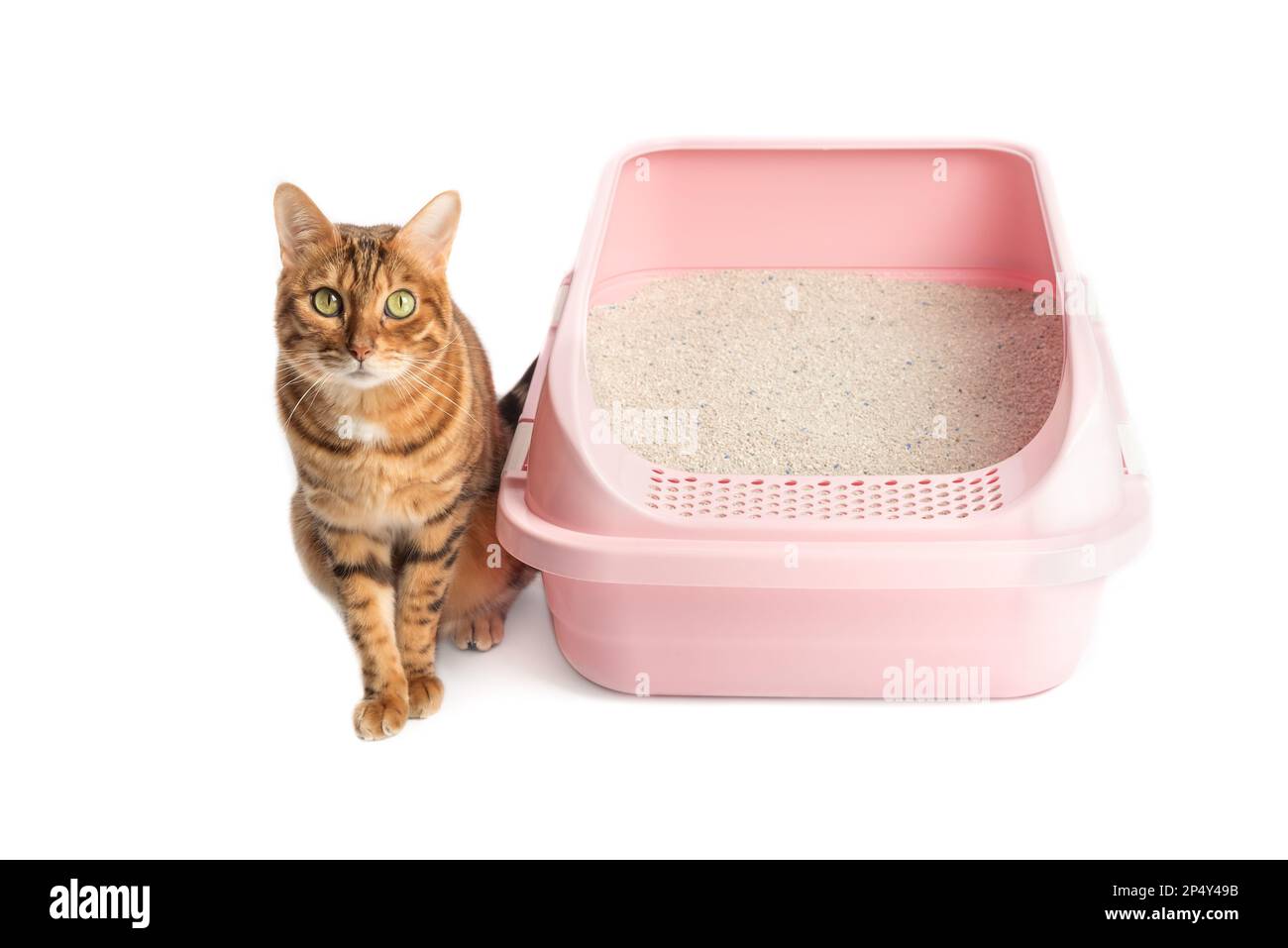 A Bengal cat sits next to a plastic toilet with bentonite filling ...