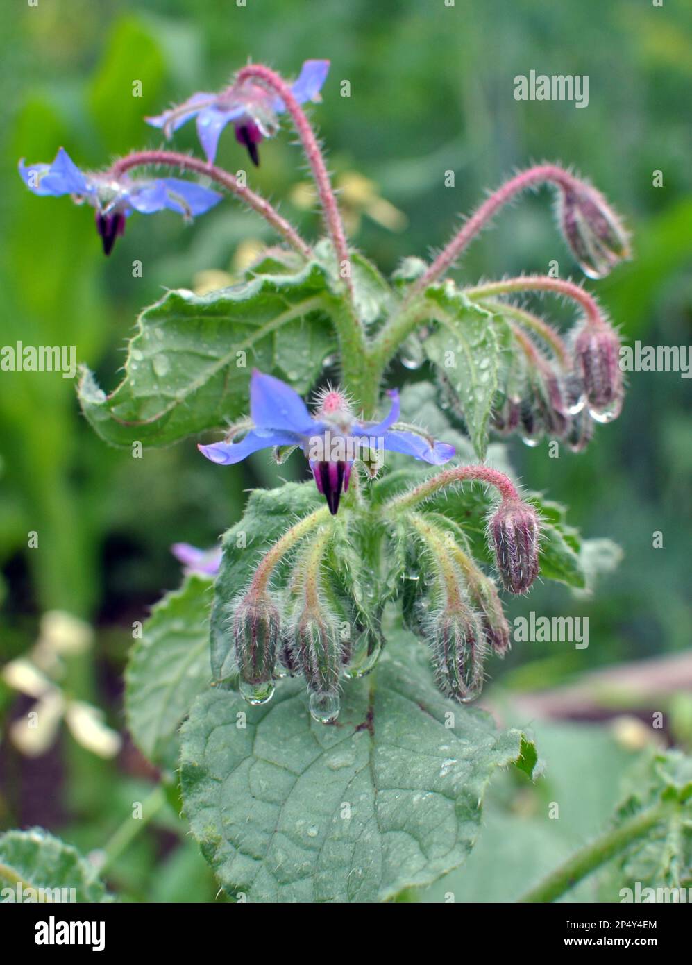 In summer, borage (Borago officinalis) grows in nature Stock Photo - Alamy