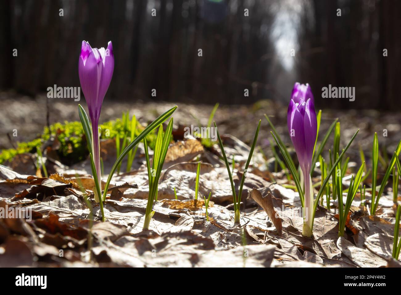 Sunlit purple crocus flowers, Crocus tommasinianus, Barr's purple ...