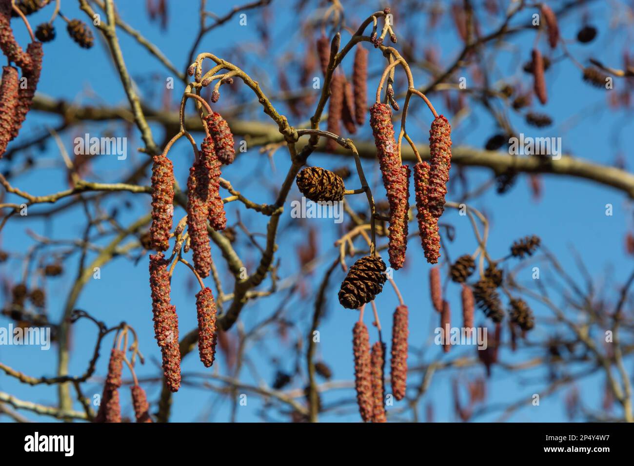 Sticky alder forest hi-res stock photography and images - Alamy