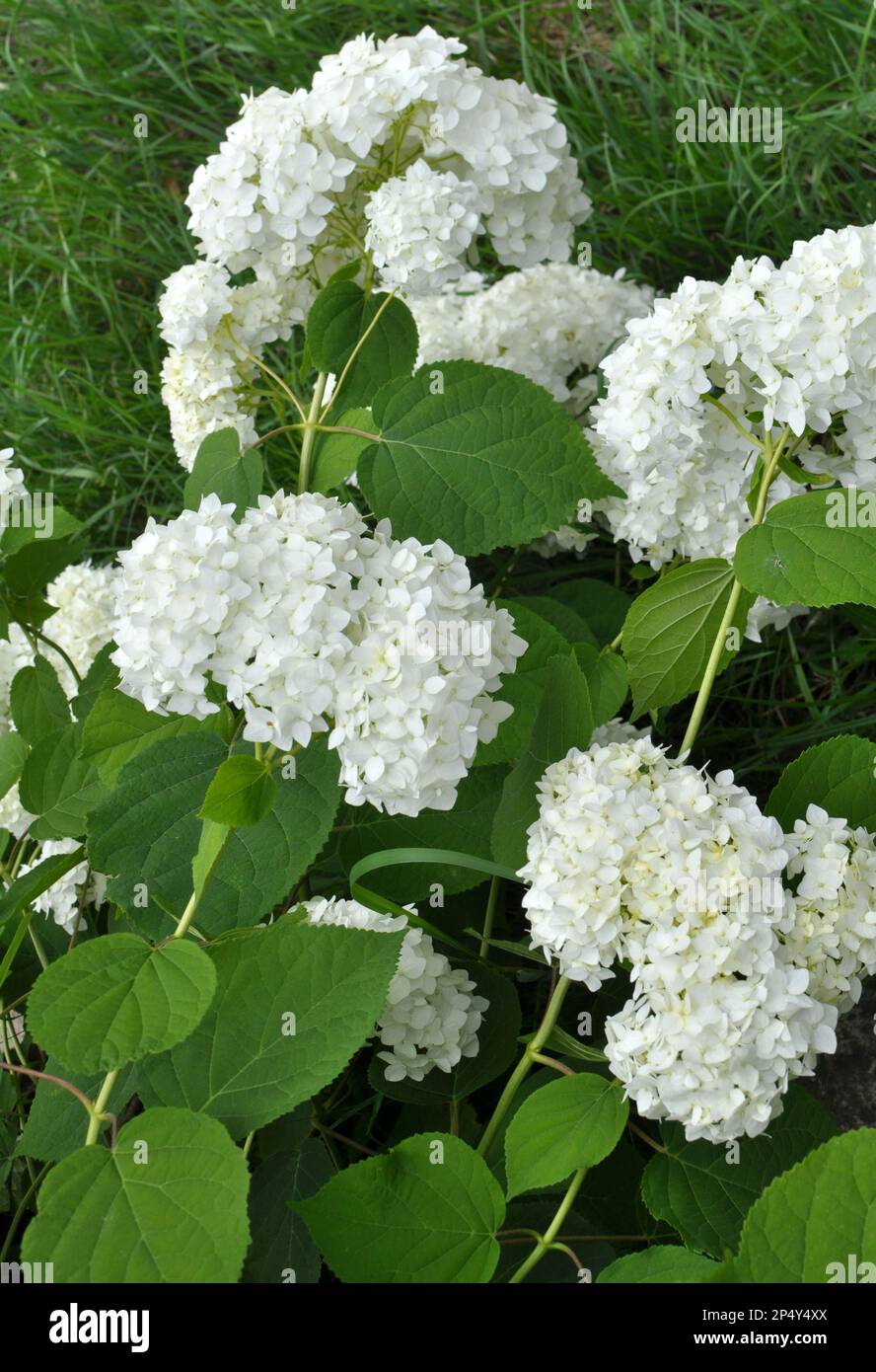 Tree hydrangea hi-res stock photography and images - Alamy