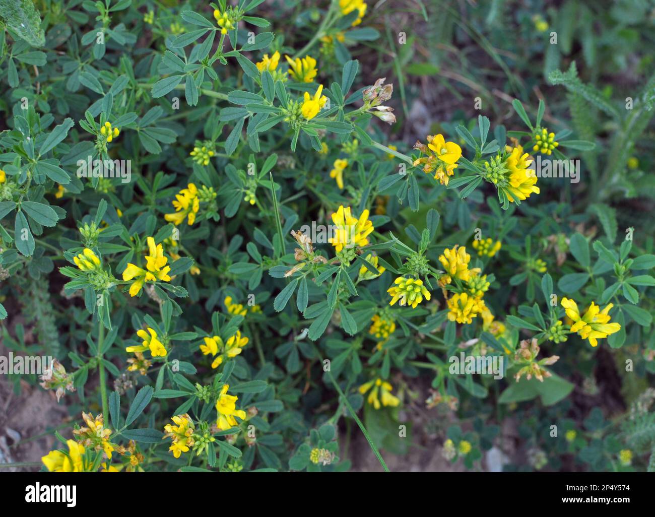 Alfalfa sickle (Medicago falcata) blooms in nature Stock Photo - Alamy