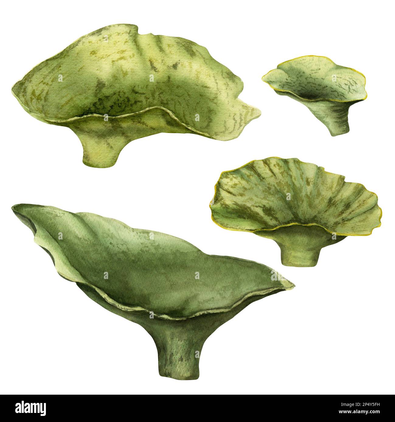 A set of underwater coral reef sponge. Watercolor illustration isolated ...