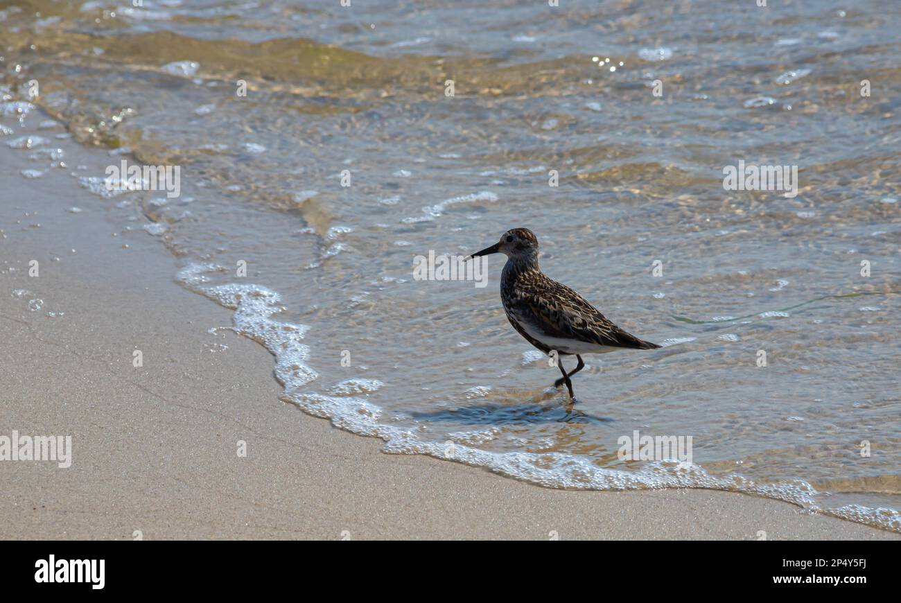 A Dunlin is walking on the beach. Also known as a Red-backed Sandpiper ...