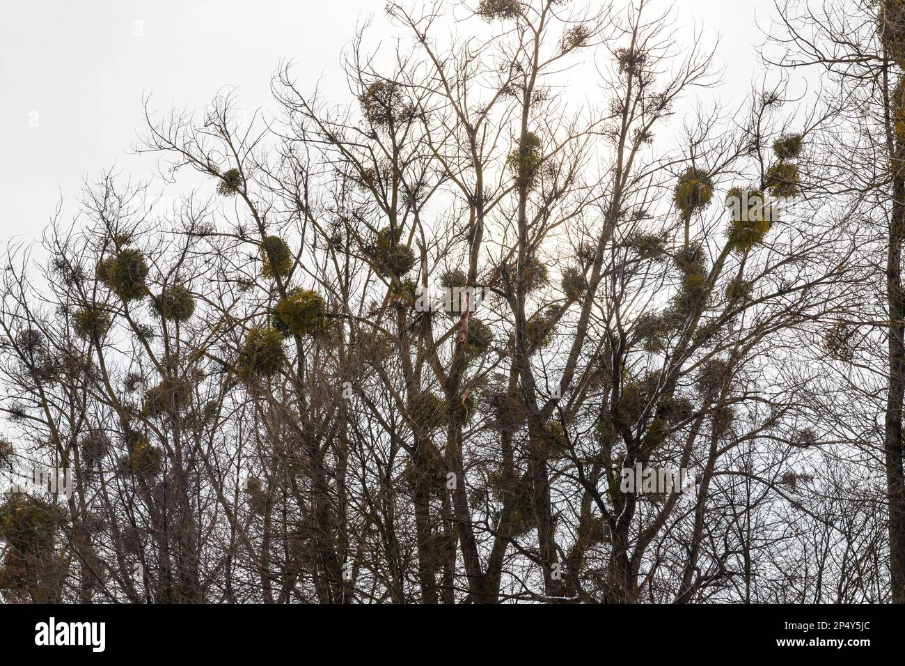 Green Mistletoes on a tree. Viscum album is a hemiparasite native to ...