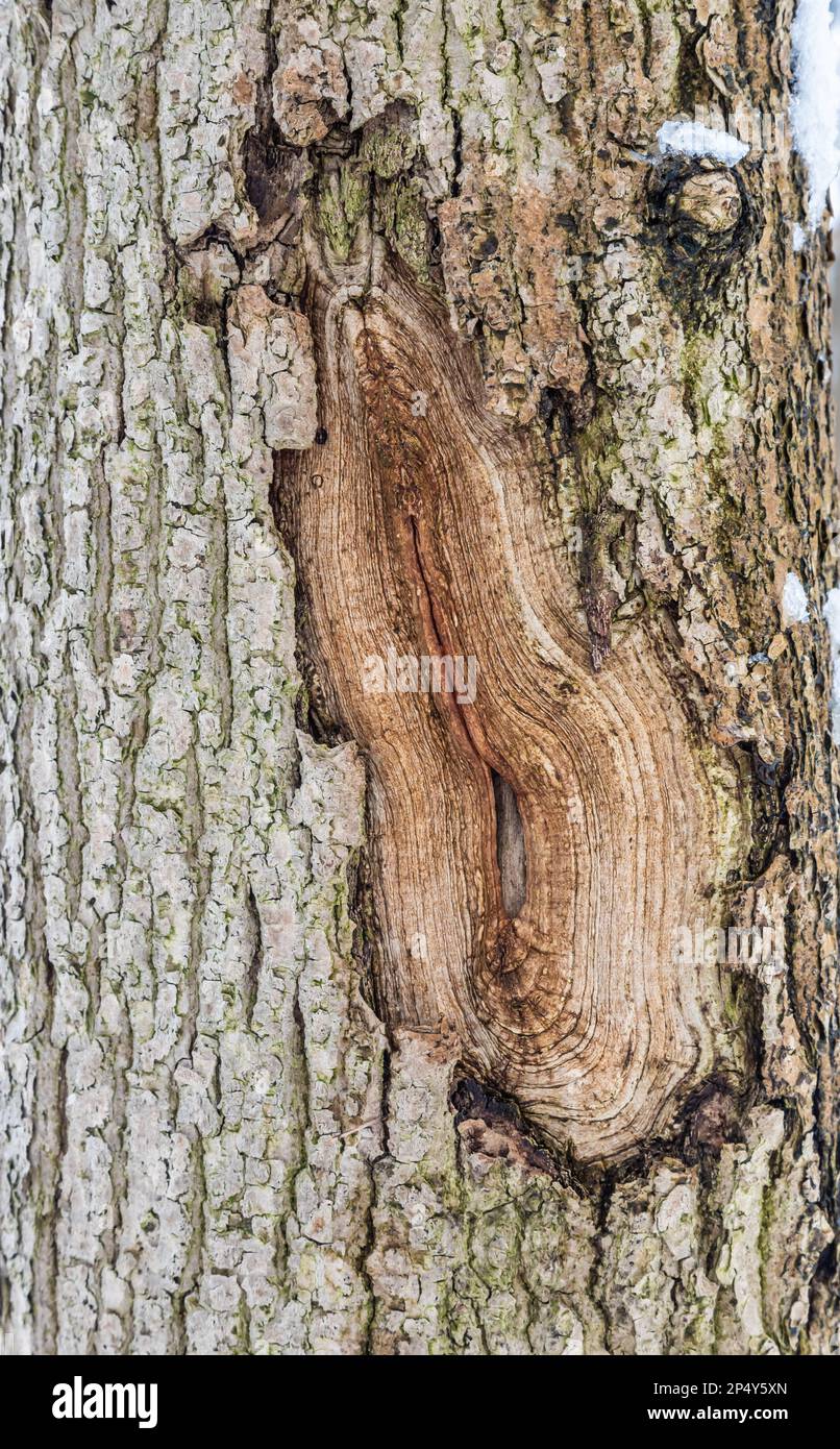 close up of the old bark texture pattern in the forest Vintage ...
