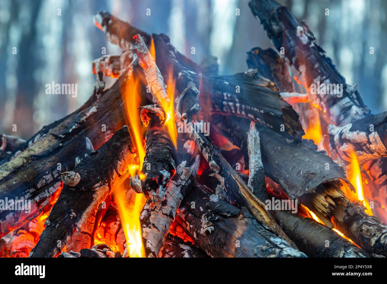 Campfire in the spring forest. Rest on the weekend. Danger of forest ...