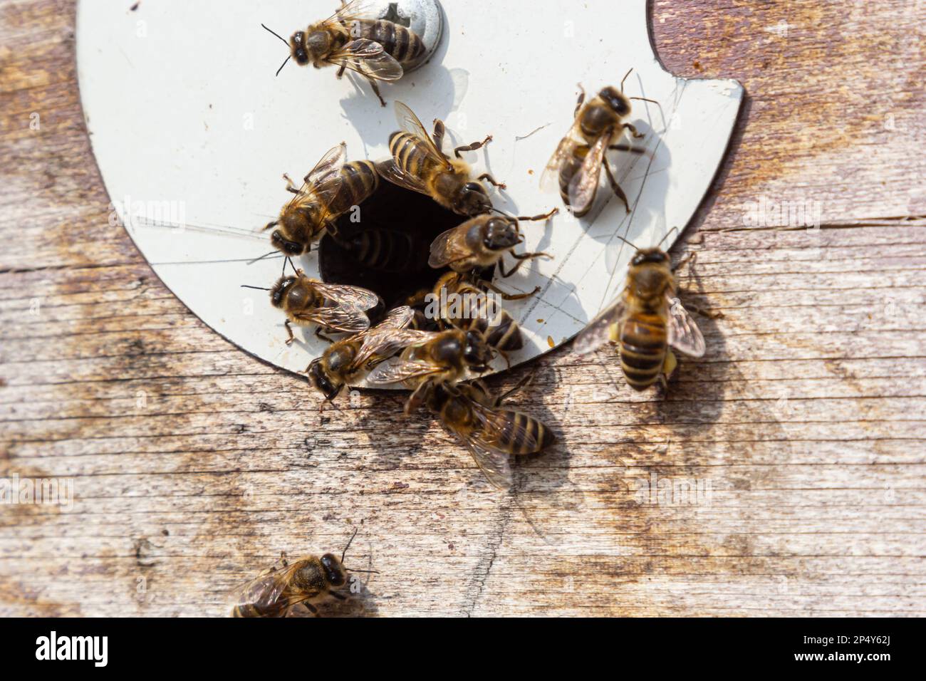 A lot of bees returning to bee hive and entering beehive with collected ...