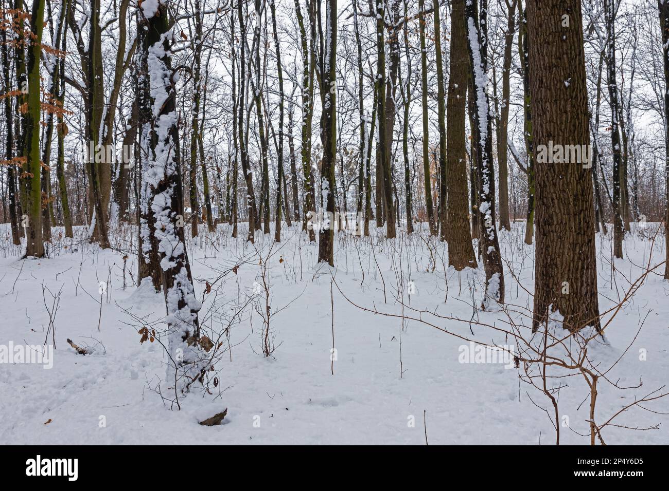 Beautiful scenery falling snow trees hi-res stock photography and ...