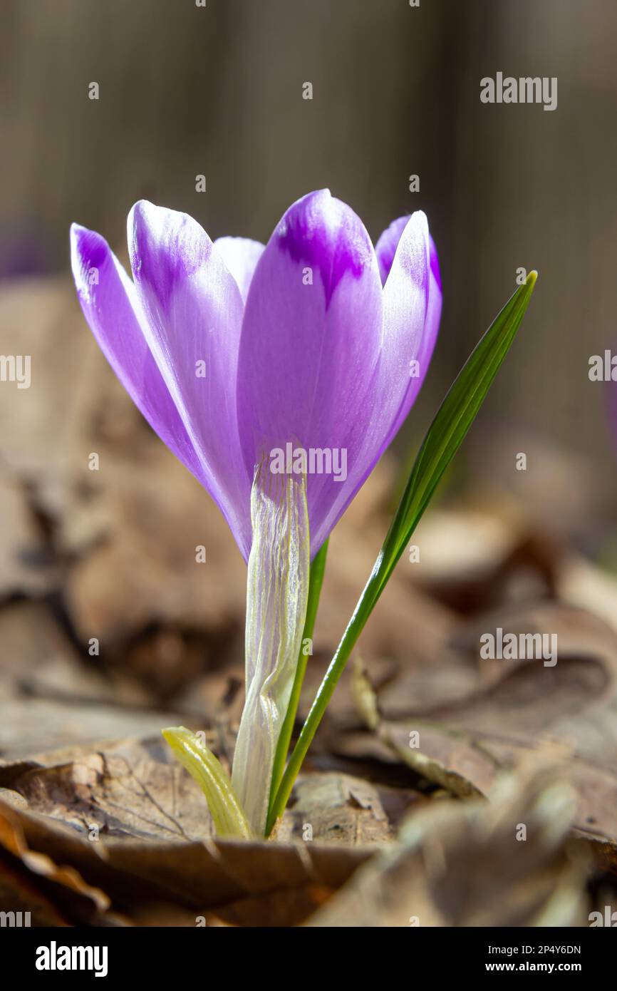 Sunlit purple crocus flowers, Crocus tommasinianus, Barr's purple ...