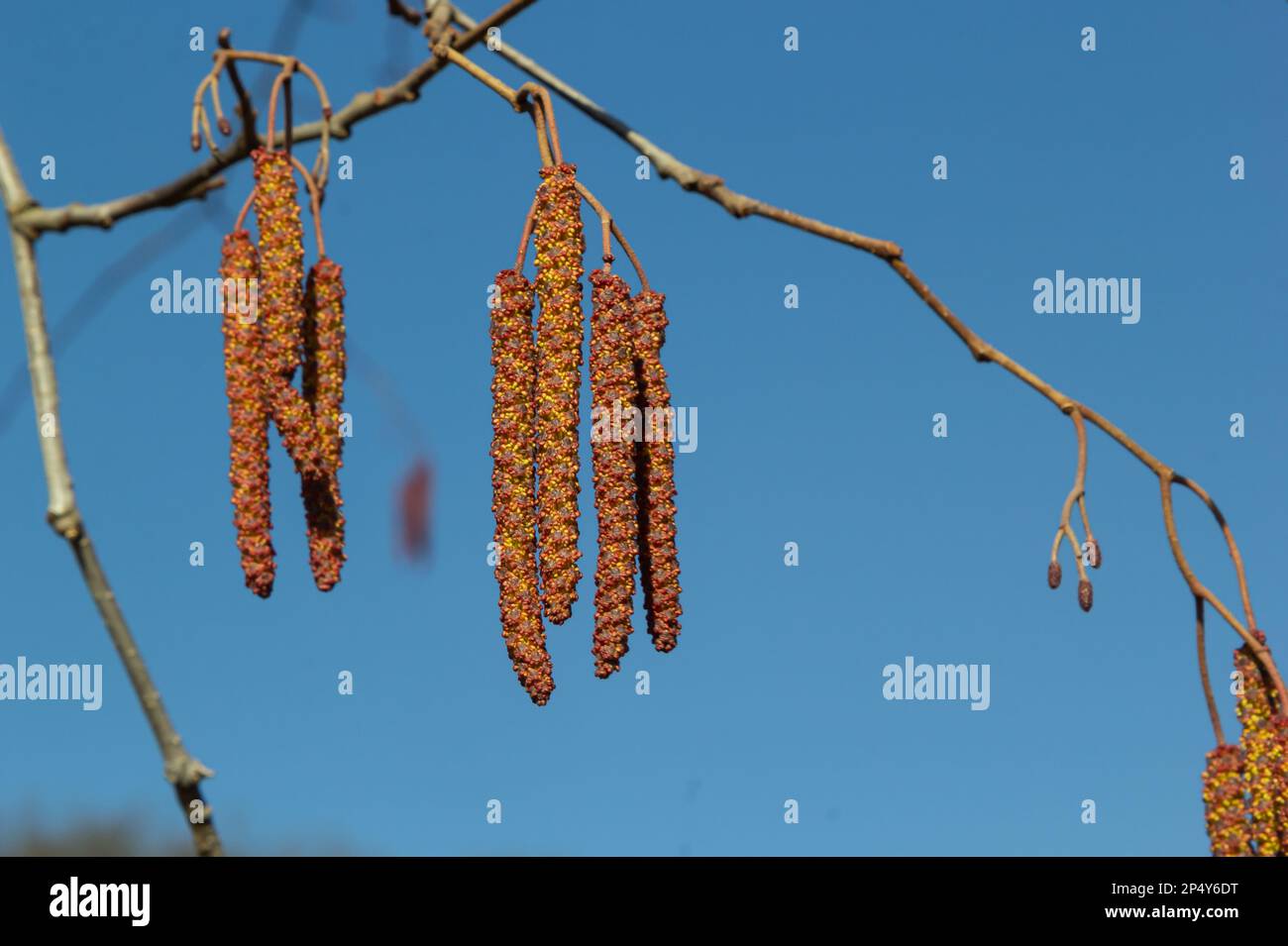 European alder, Alnus glutinosa, tree, close-up of cones and catkins in ...