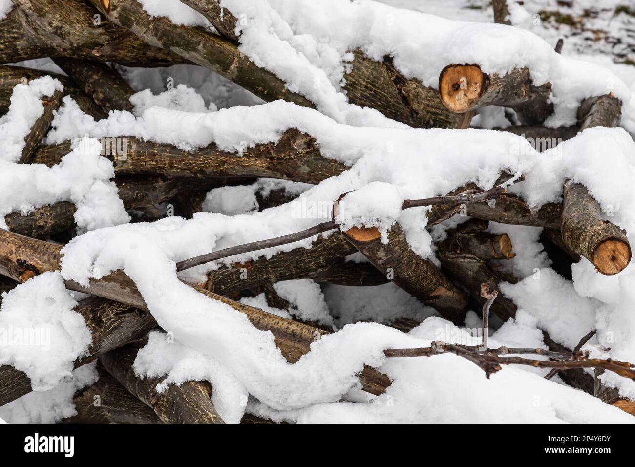 Snow covered firewood. Stack of wood cut. Snow on the timber stack ...