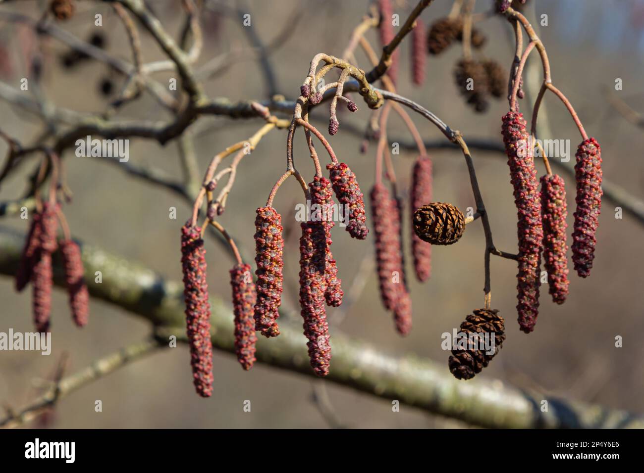 European alder, Alnus glutinosa, branch with mature female catkins ...