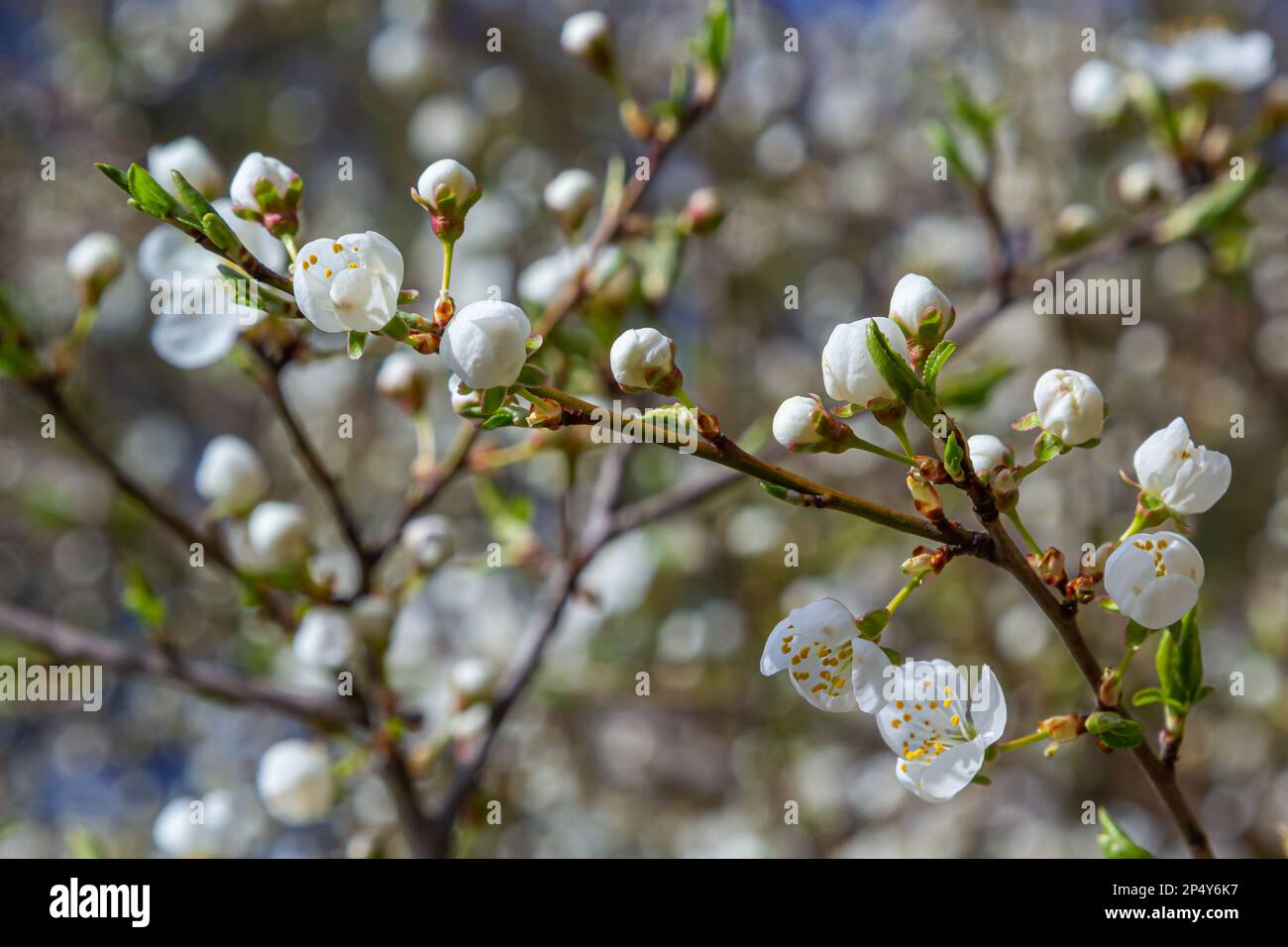 Spring blossoms of Spreading Plum tree, Prunus divaricata, white ...