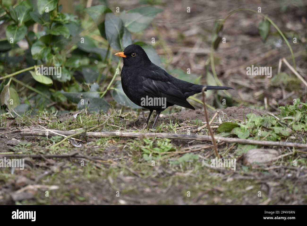 Male Common Blackbird (Turdus merula) Standing on the Ground in Left ...