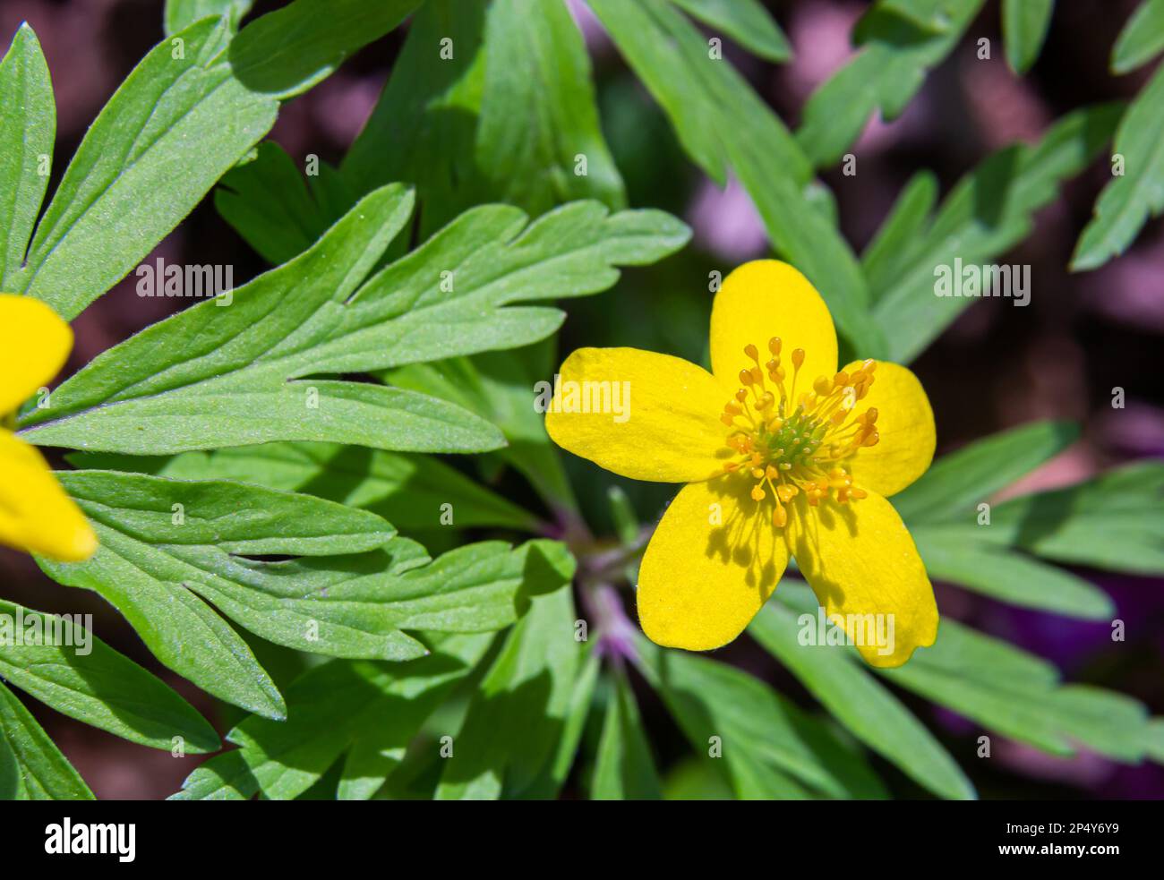 Anemone ranunculoides, the yellow anemone, yellow wood anemone or ...