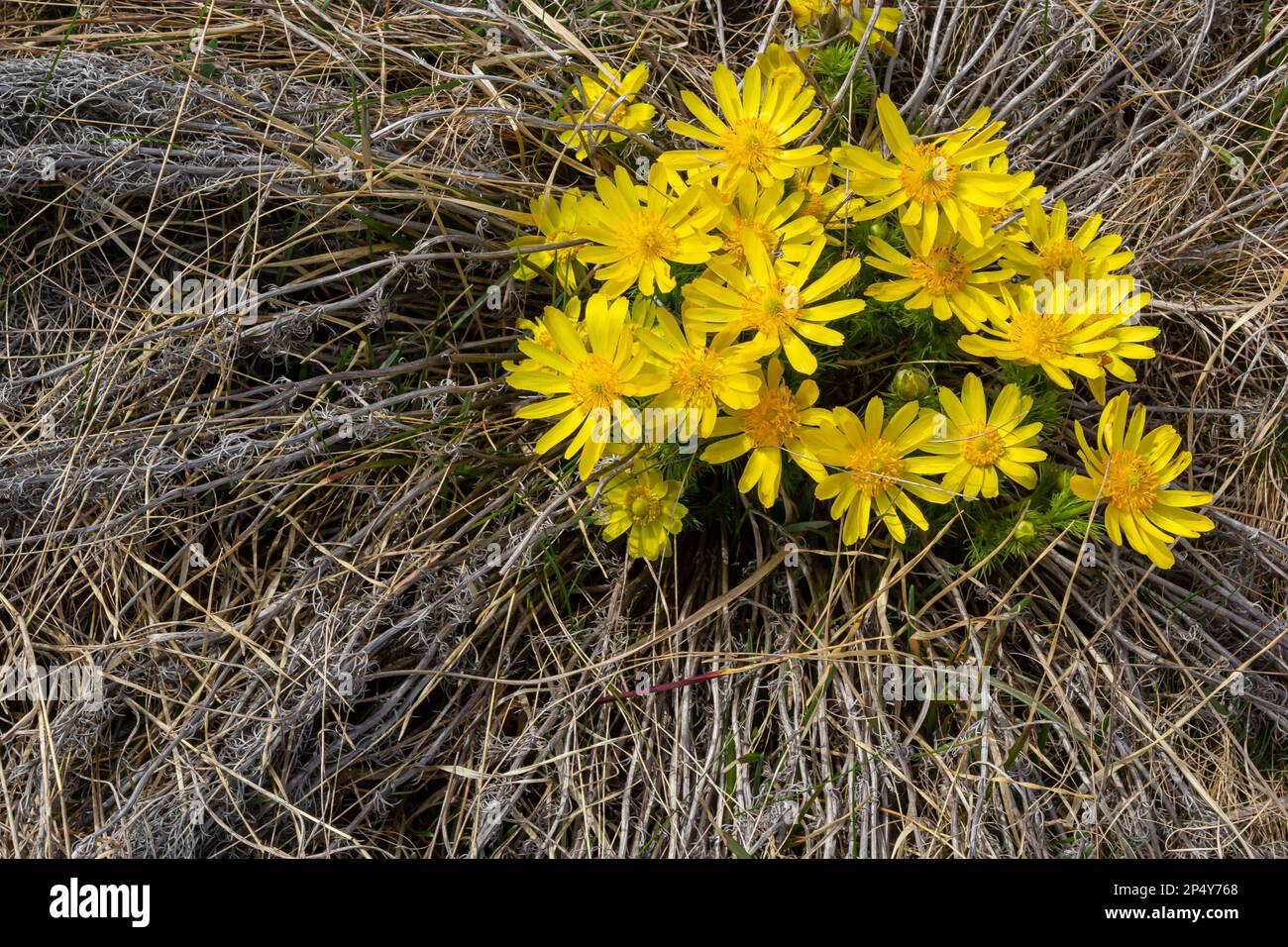 Adonis vernalis is a perennial flowering plant in sping garden. Adonis ...