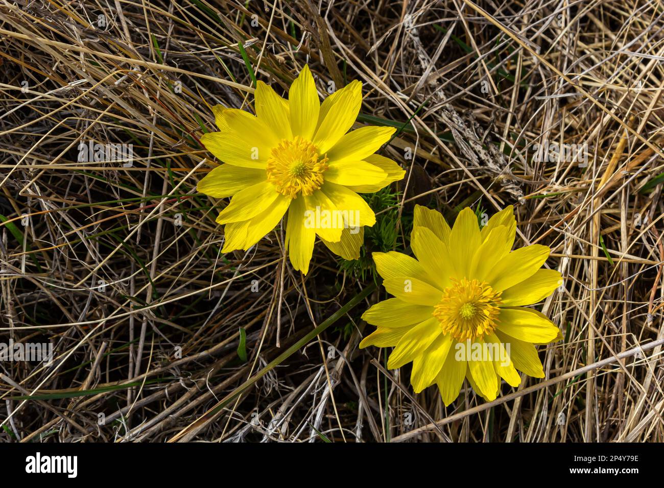 Adonis flowers hi-res stock photography and images - Alamy