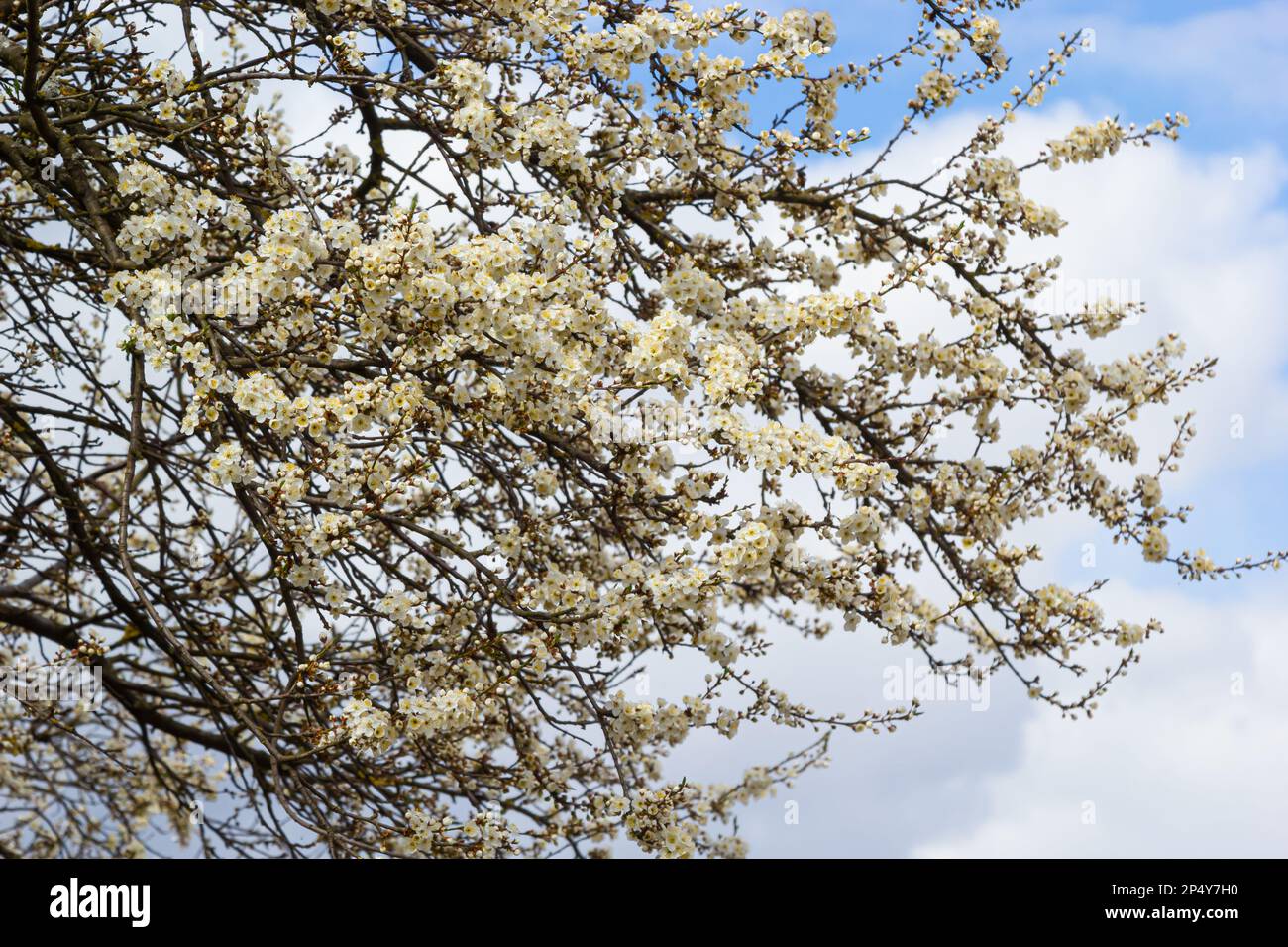 Prunus Cerasifera Blooming white plum tree. White flowers of Prunus ...