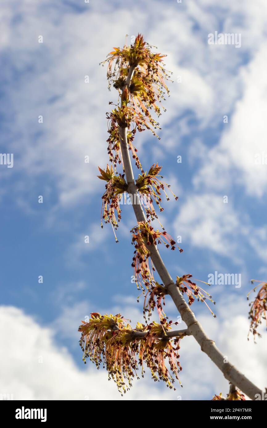Ashleaf maple hi-res stock photography and images - Alamy