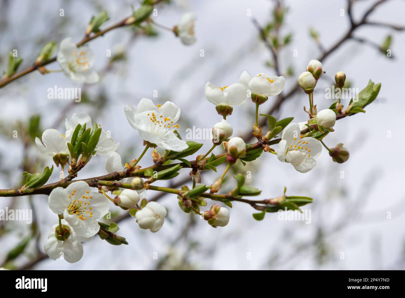 Prunus Cerasifera Blooming white plum tree. White flowers of Prunus ...