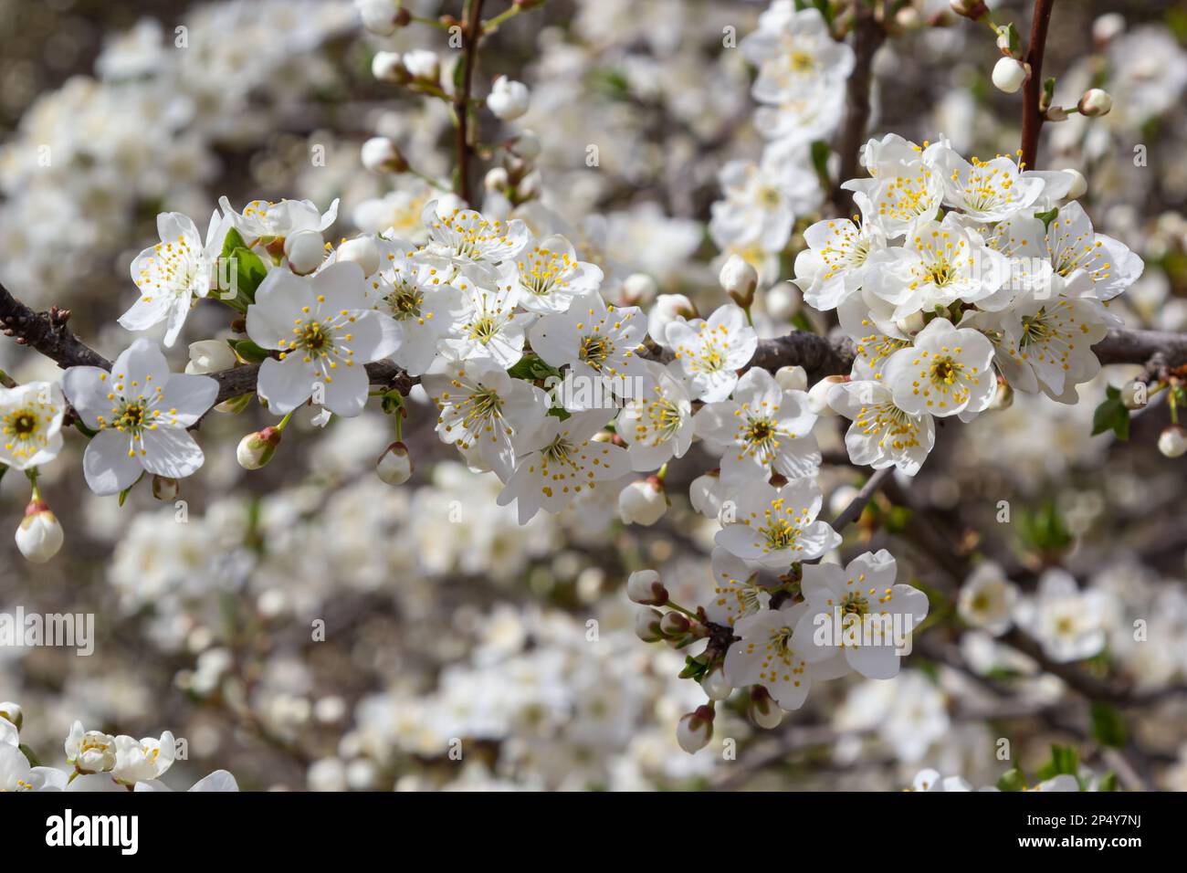 Prunus Cerasifera Blooming white plum tree. White flowers of Prunus ...