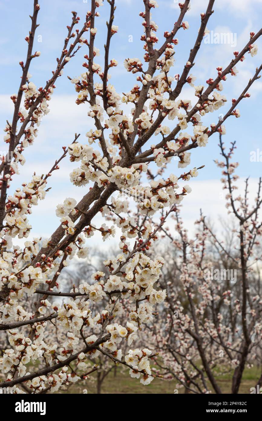 Spring scene with pink blossom. Beautiful nature scene with blooming ...