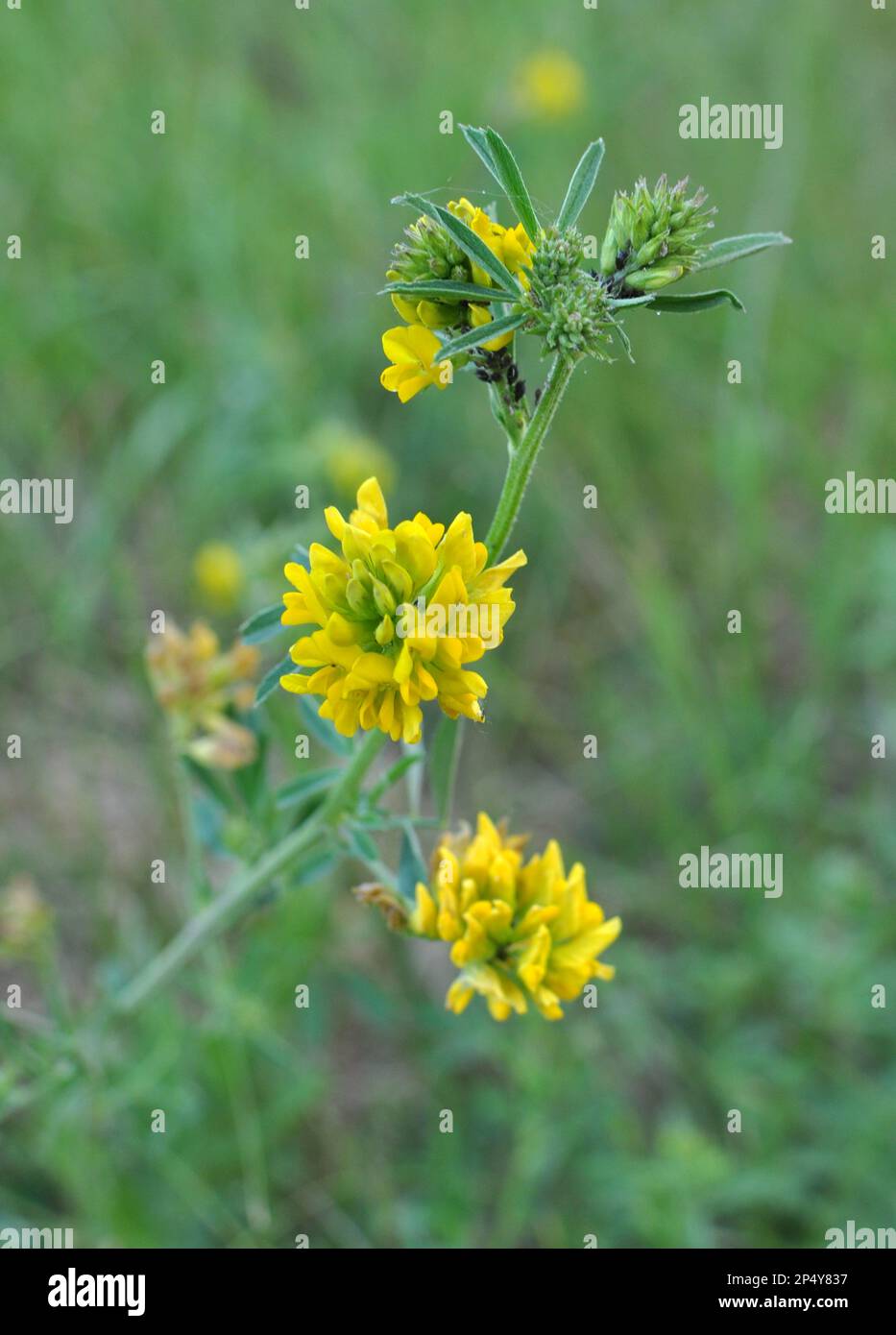 Alfalfa sickle (Medicago falcata) blooms in nature Stock Photo - Alamy