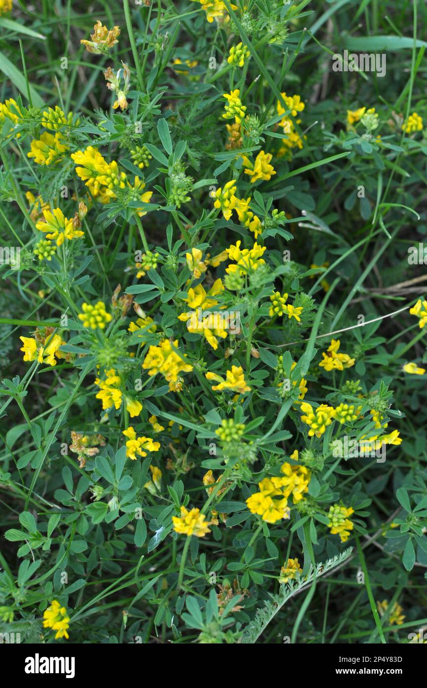 Alfalfa sickle (Medicago falcata) blooms in nature Stock Photo - Alamy