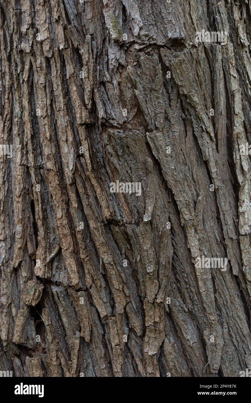 close up of the old bark texture pattern in the forest Vintage ...
