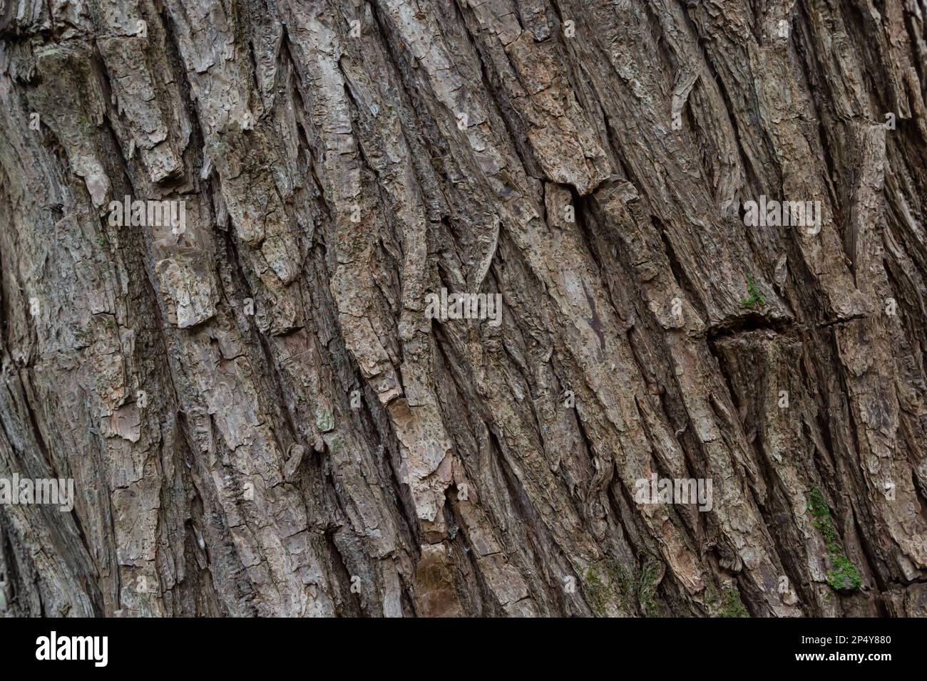 close up of the old bark texture pattern in the forest Vintage ...