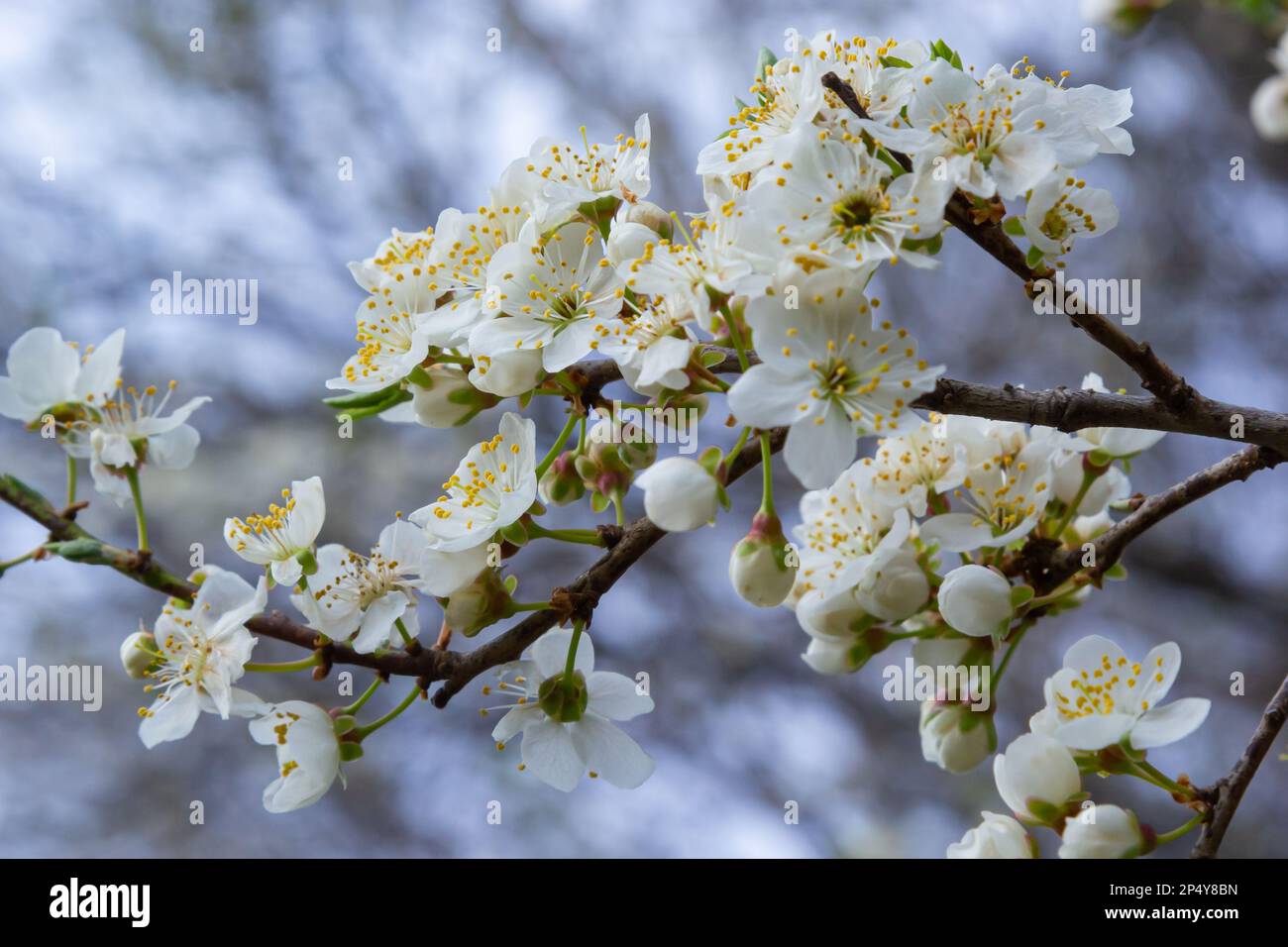 White Plum Trees